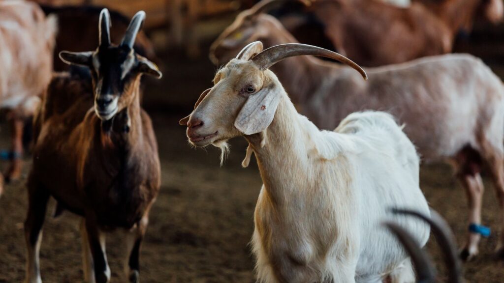 Uncover Profitable Goat Farming Secrets: A Beginner's Guide!