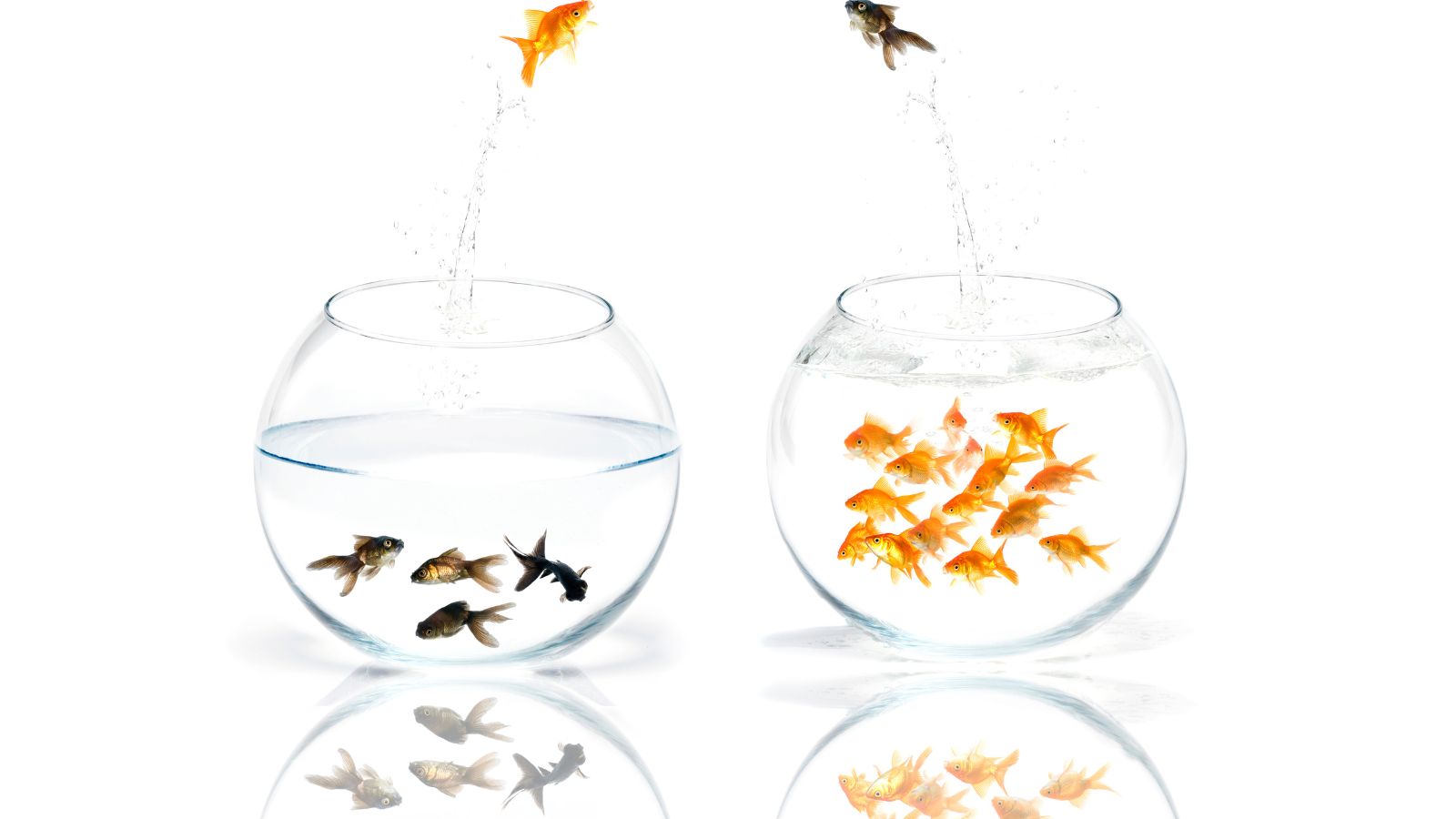 Barter System: Get Everything You Need Without Money!