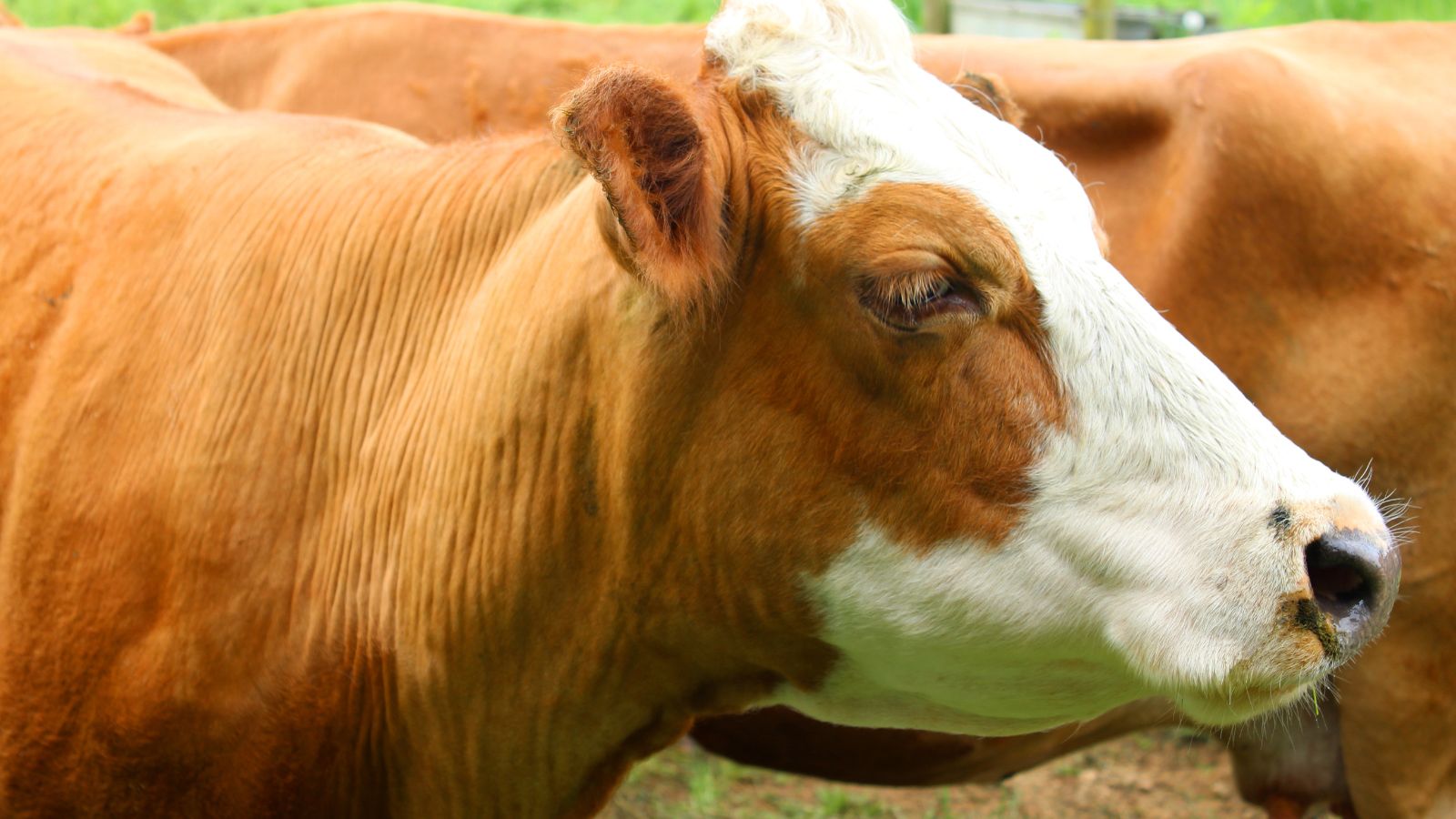 Moo-ve Over Basic Breeds: The Ultimate Guide to Dairy Cows