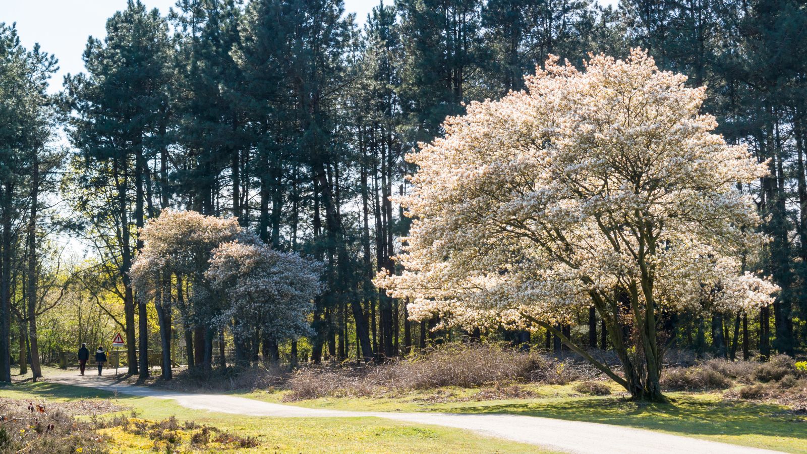 Master the Art of Growing Serviceberry Trees with Our Ultimate Guide!